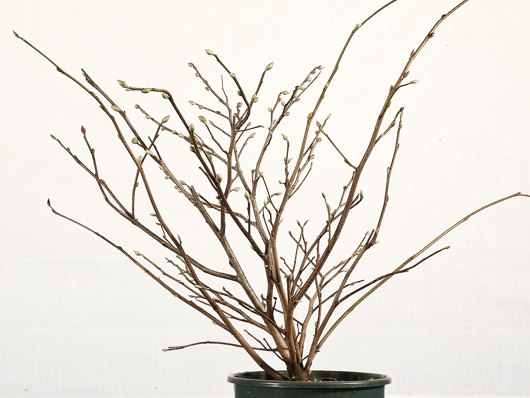 winter-hazel – Valavanis Bonsai Blog