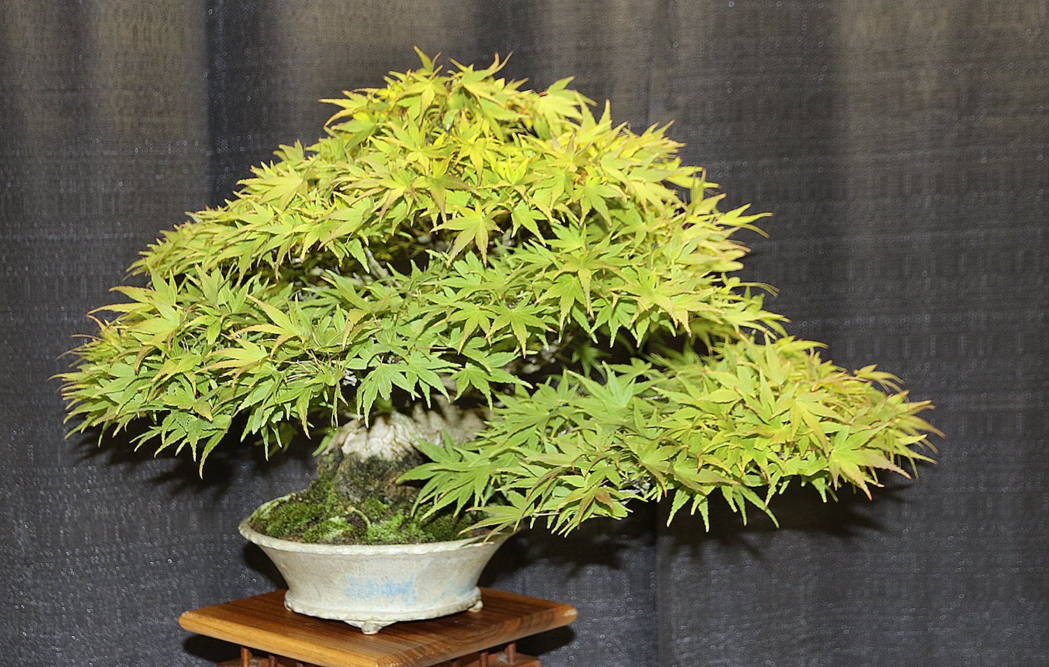 2017 Mid America Bonsai Association Convention – Valavanis Bonsai Blog