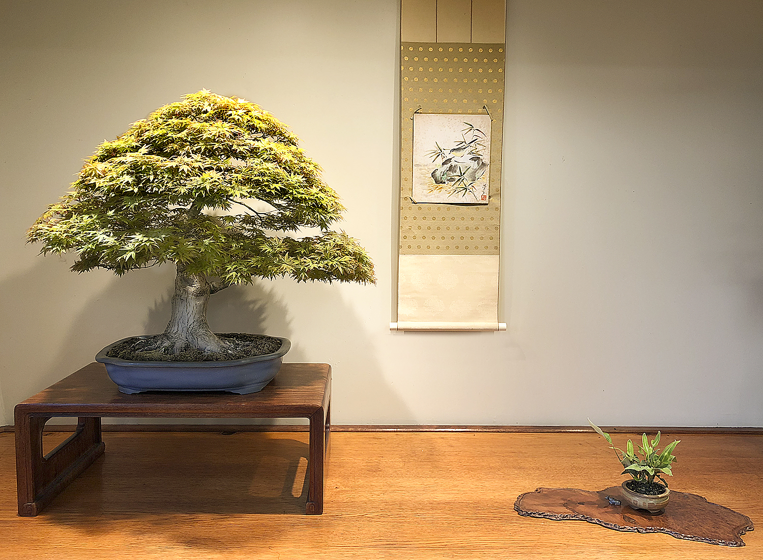 The Beauty of Maple Bonsai in Spring! – Valavanis Bonsai Blog