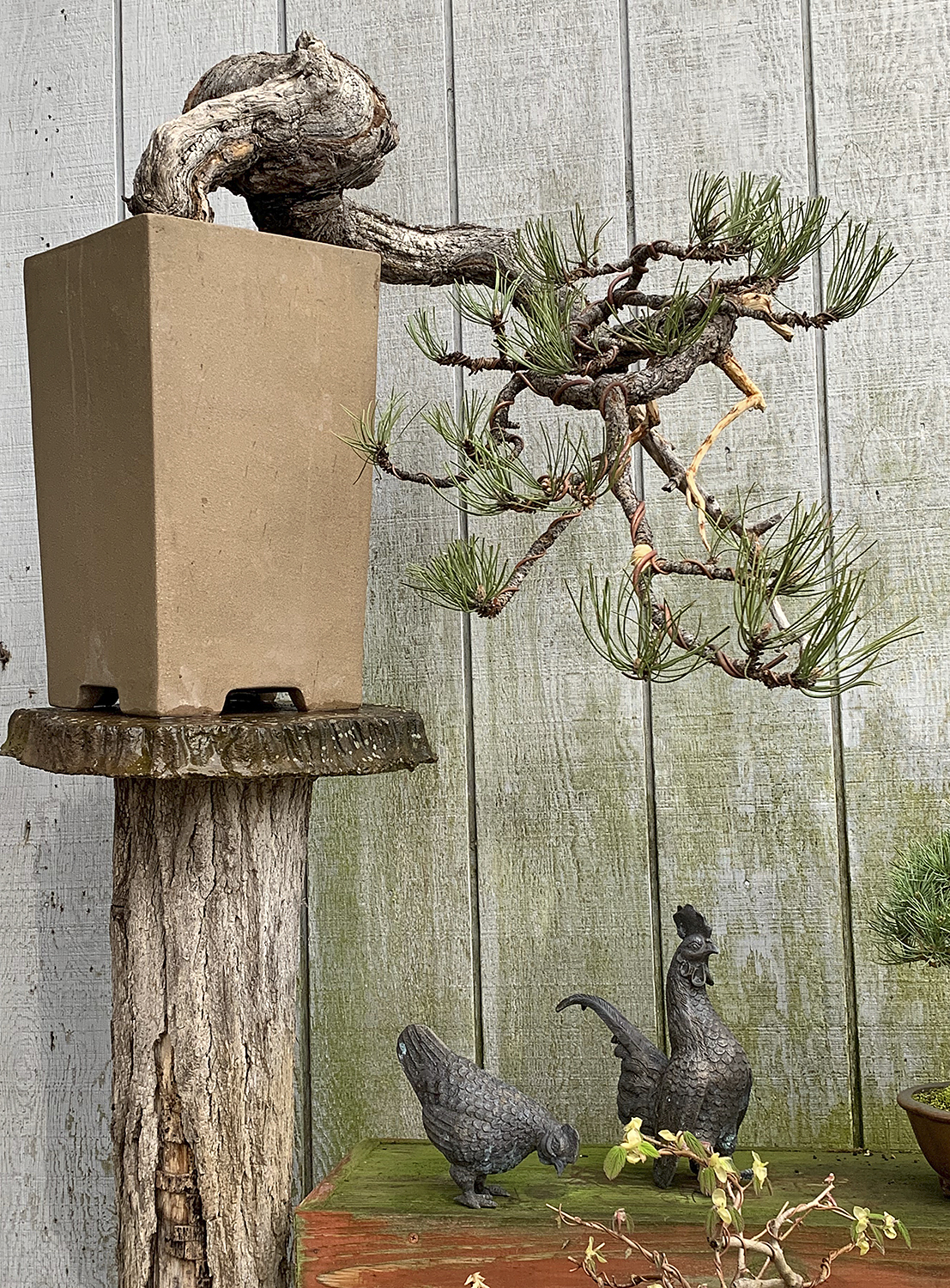 2019 MidAtlantic Bonsai Festival Demo Tree – Valavanis Bonsai Blog