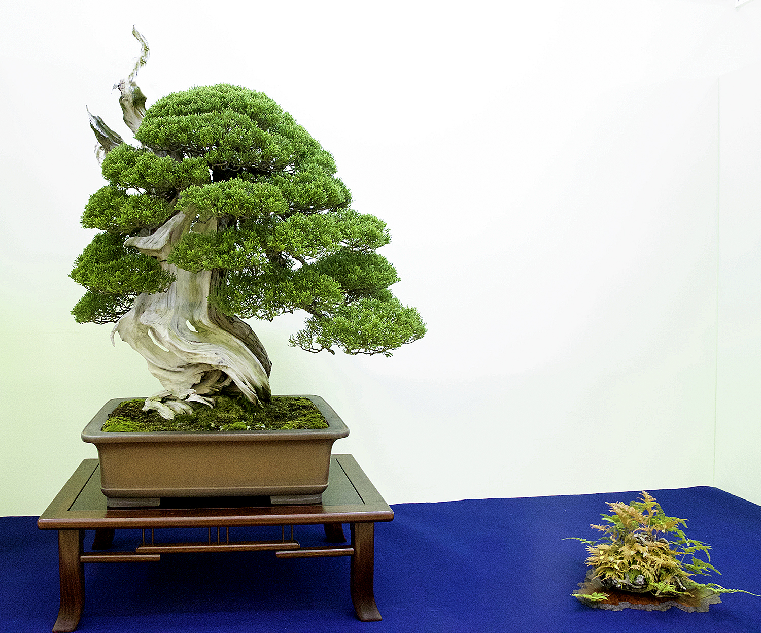 Using Accessory Plantings For Displaying Bonsai – Valavanis Bonsai Blog