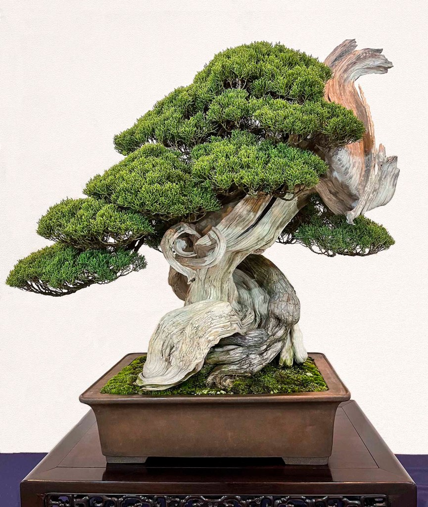 Winter Snow….. – Valavanis Bonsai Blog