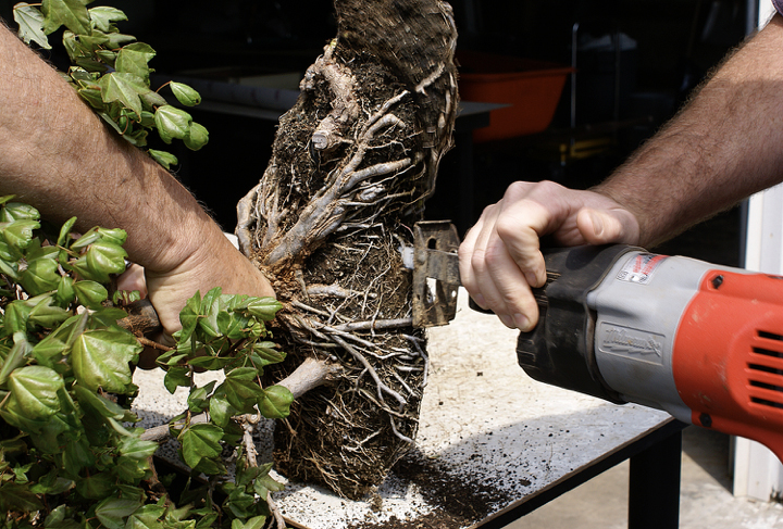 Root Pruning Trident Maple Bonsai – Valavanis Bonsai Blog