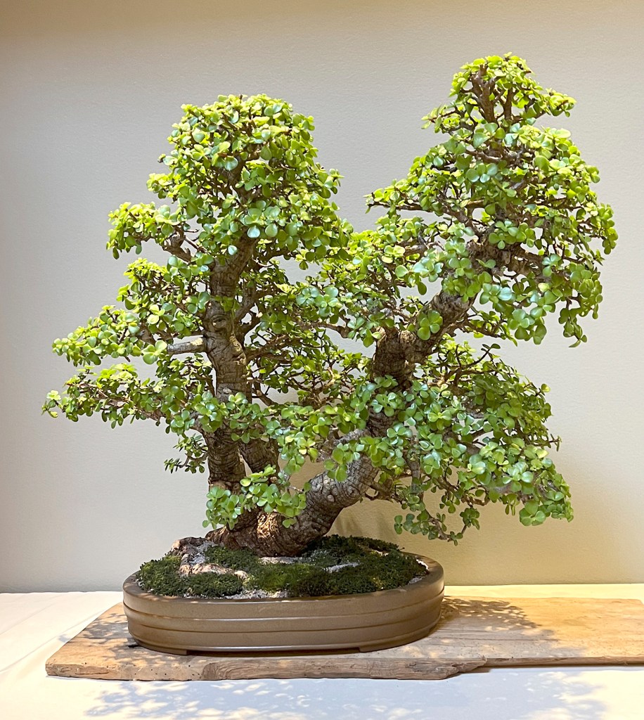 2022 44th Mid-America Bonsai Exhibition – Valavanis Bonsai Blog