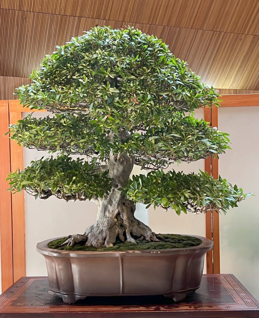 2022 44th Mid-America Bonsai Exhibition – Valavanis Bonsai Blog
