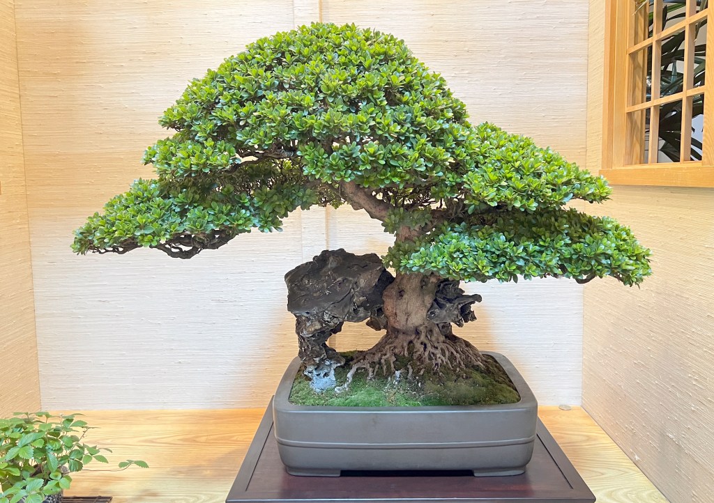2022 44th Mid-America Bonsai Exhibition – Valavanis Bonsai Blog