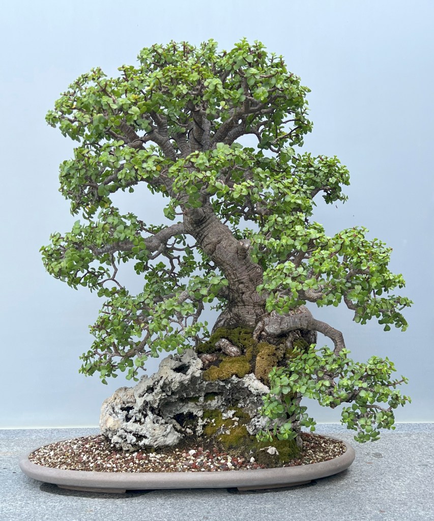 2022 44th Mid-America Bonsai Exhibition – Valavanis Bonsai Blog