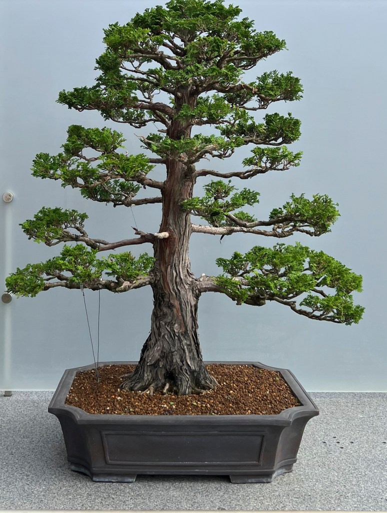 2022 44th Mid-America Bonsai Exhibition – Valavanis Bonsai Blog