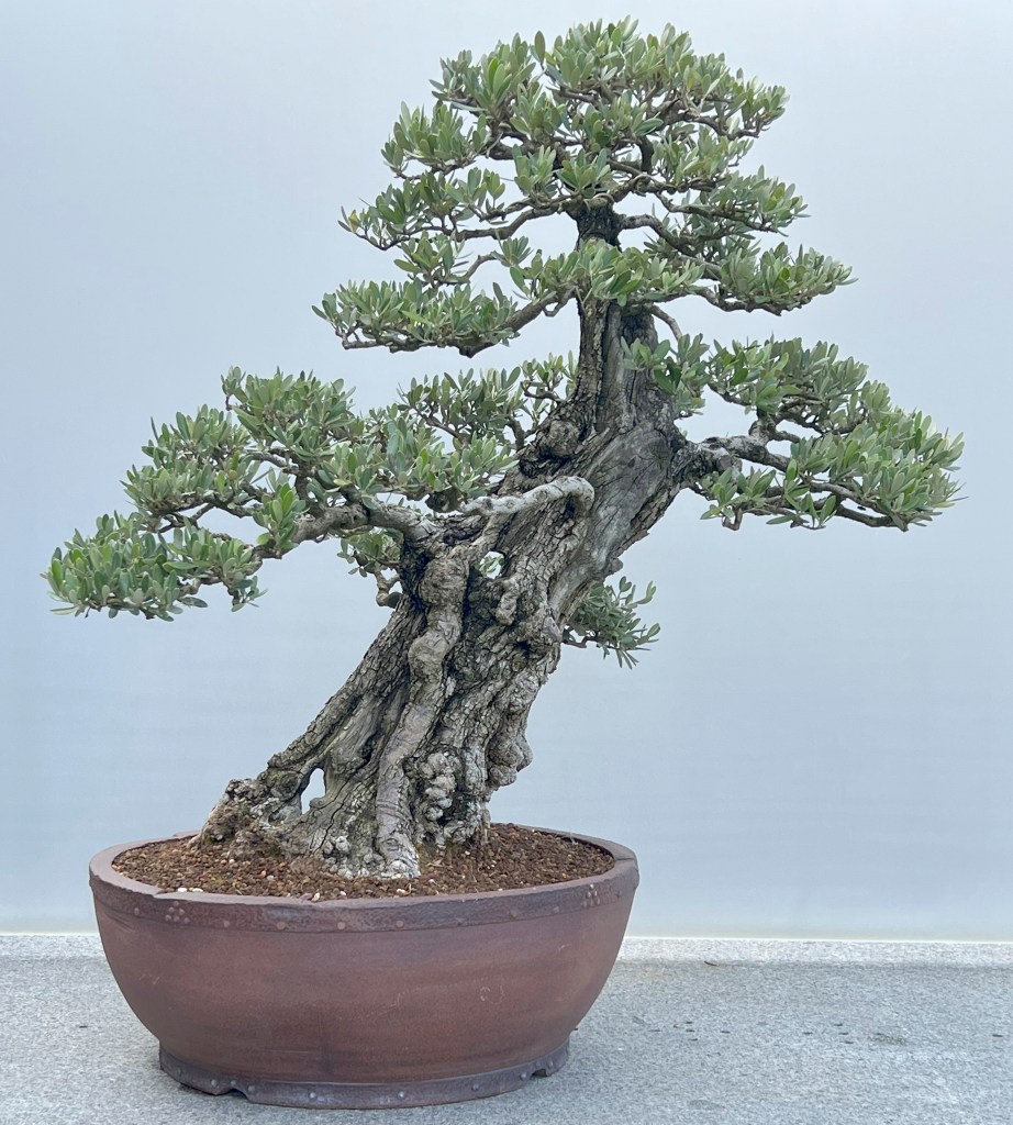 2022 44th Mid-America Bonsai Exhibition – Valavanis Bonsai Blog