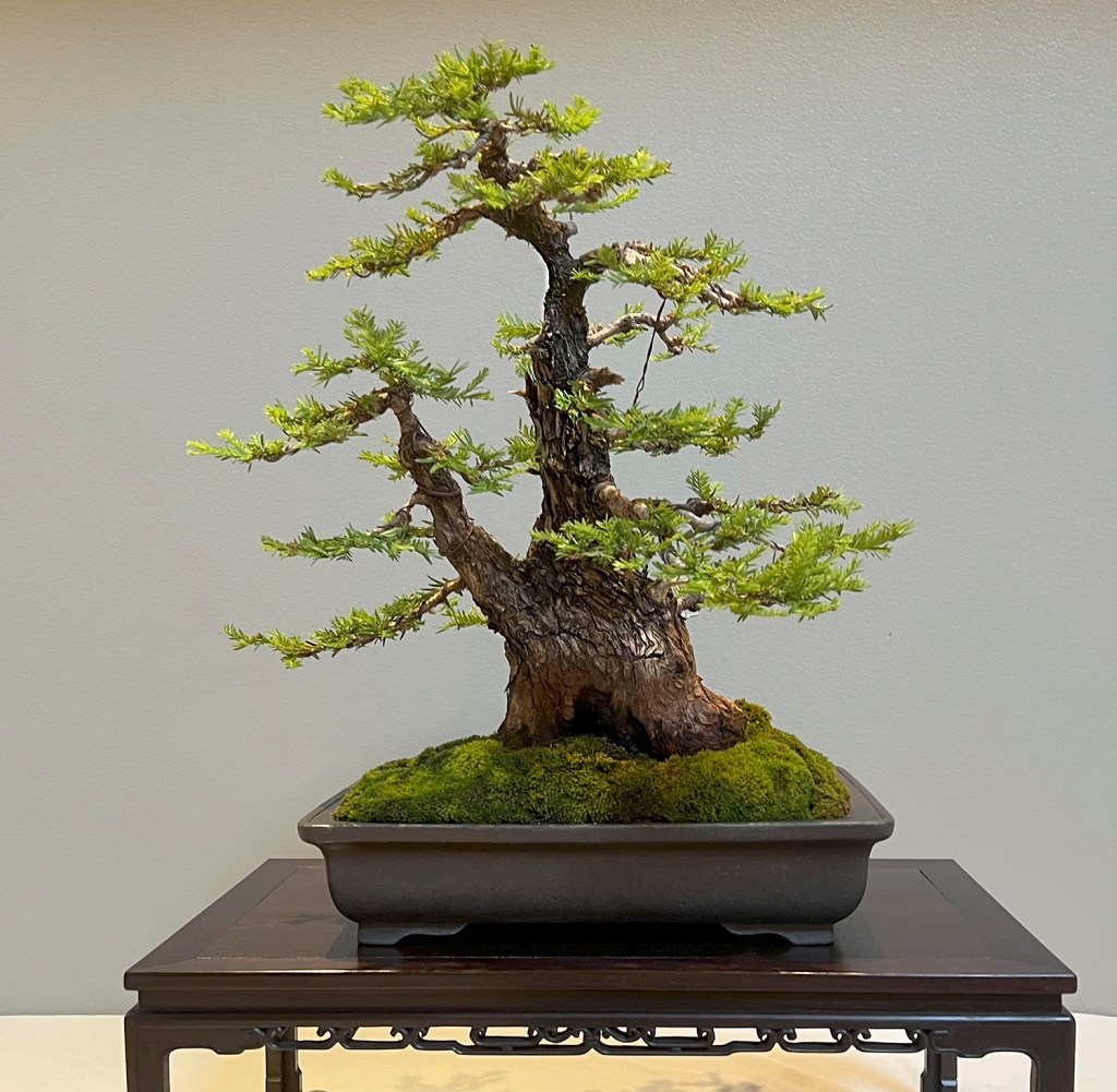 2022 44th Mid-America Bonsai Exhibition – Valavanis Bonsai Blog