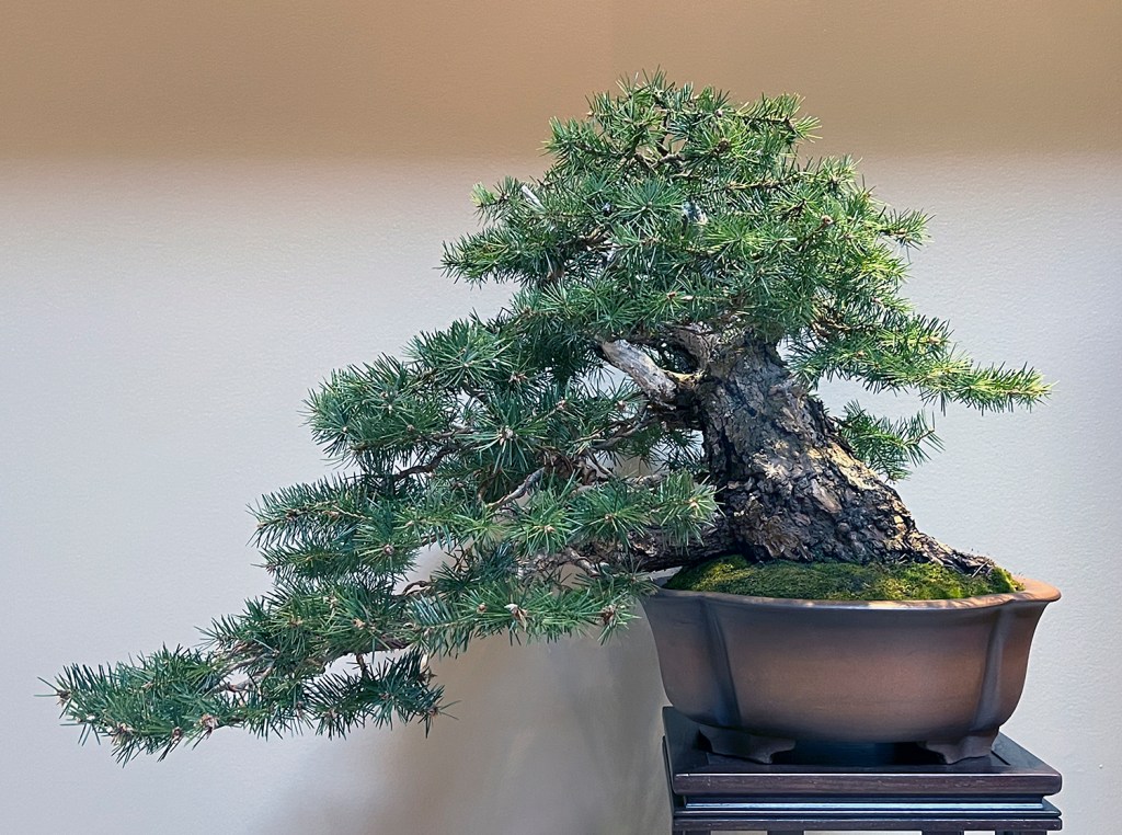 2022 44th Mid-America Bonsai Exhibition – Valavanis Bonsai Blog