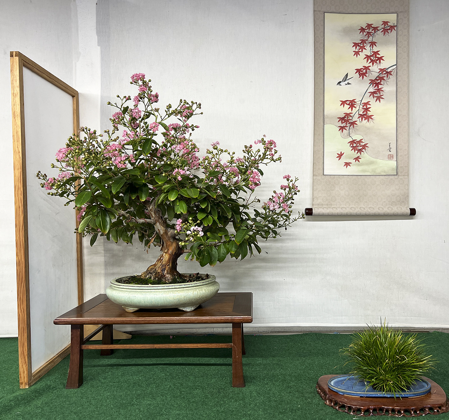 CRAPE-MYRTLE – Valavanis Bonsai Blog