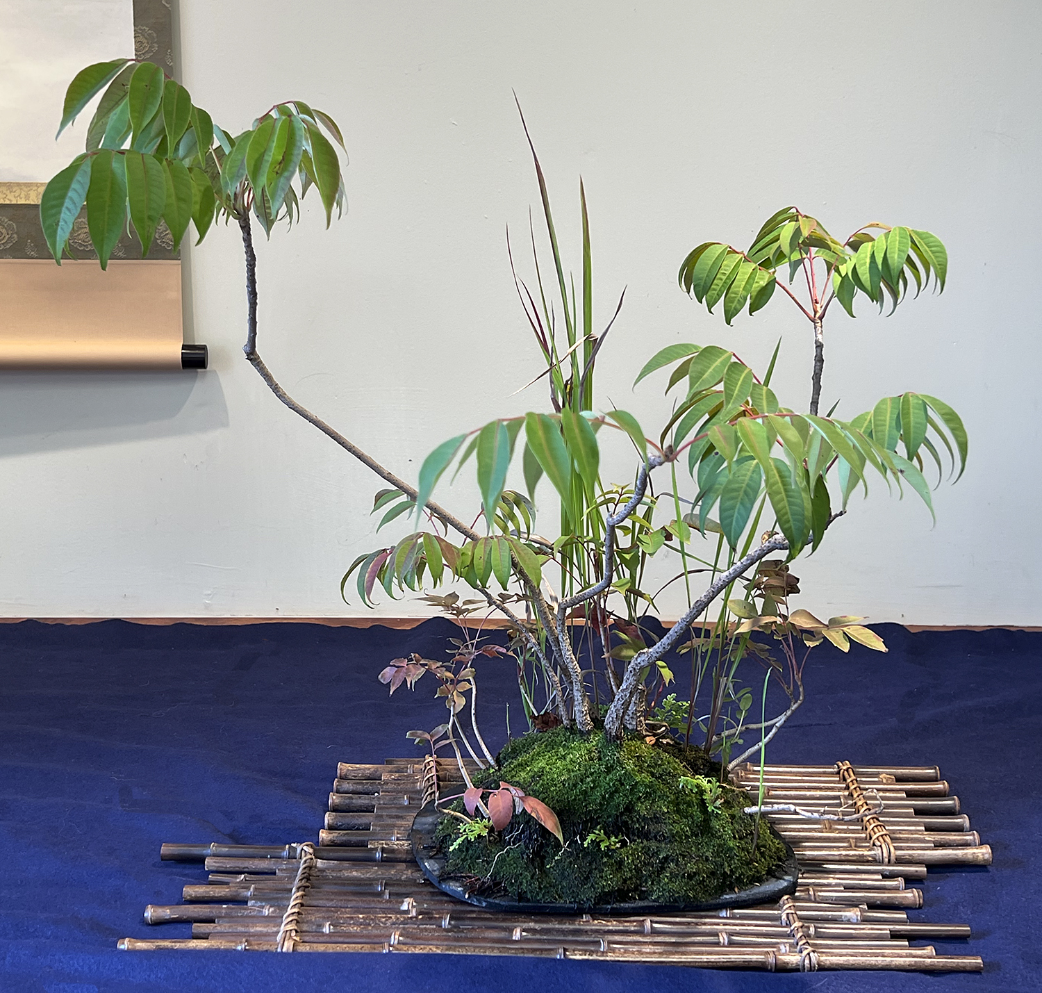 SUMAC – Valavanis Bonsai Blog