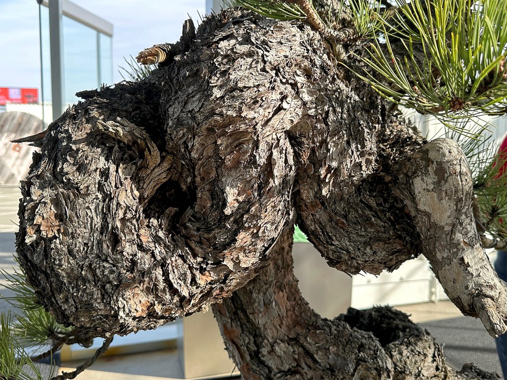 Pacific Bonsai Expo- Part 4 – Valavanis Bonsai Blog