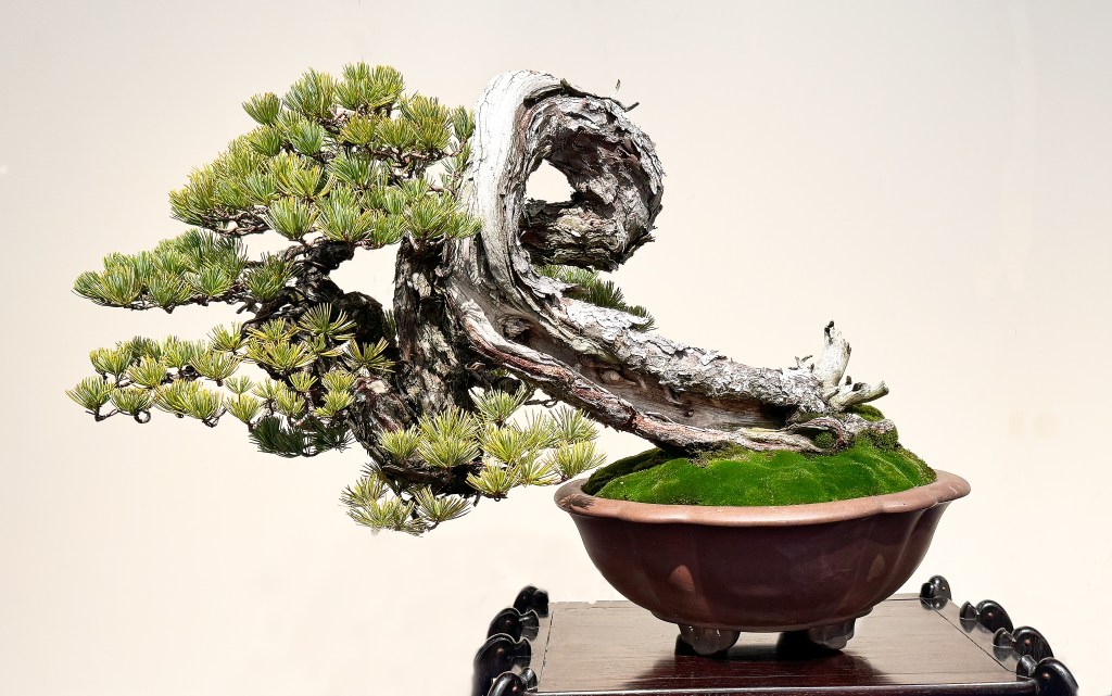 2024 98th Kokufu Bonsai Exhibition– Part 1 – Valavanis Bonsai Blog