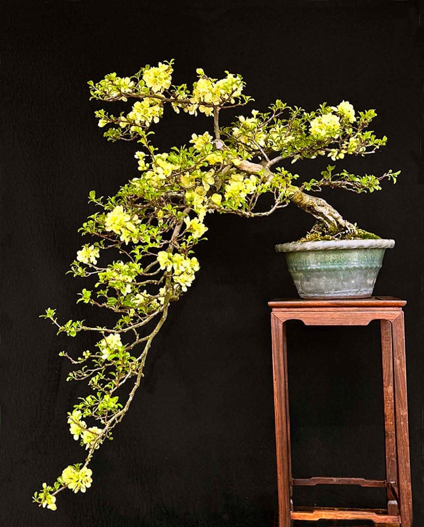 International Bonsai Spring 2024 Open House & Sale – Valavanis Bonsai Blog