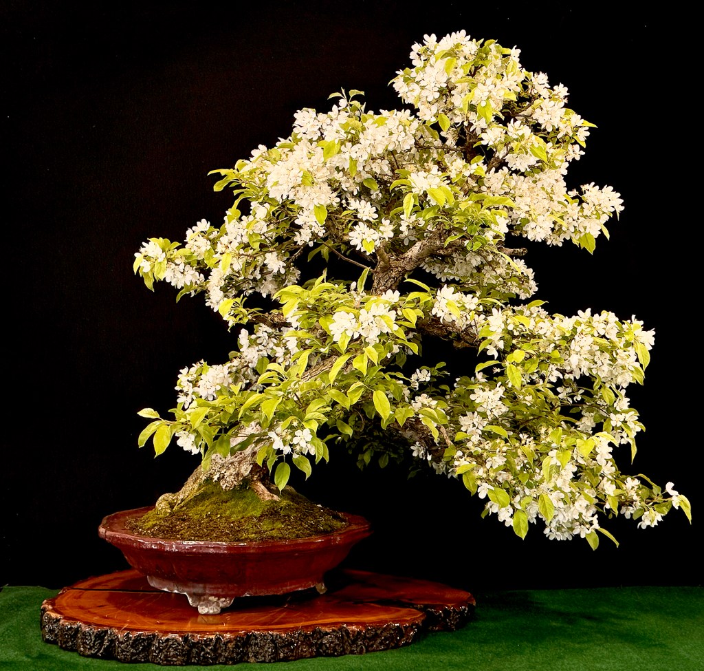 International Bonsai Spring 2024 Open House & Sale – Valavanis Bonsai Blog