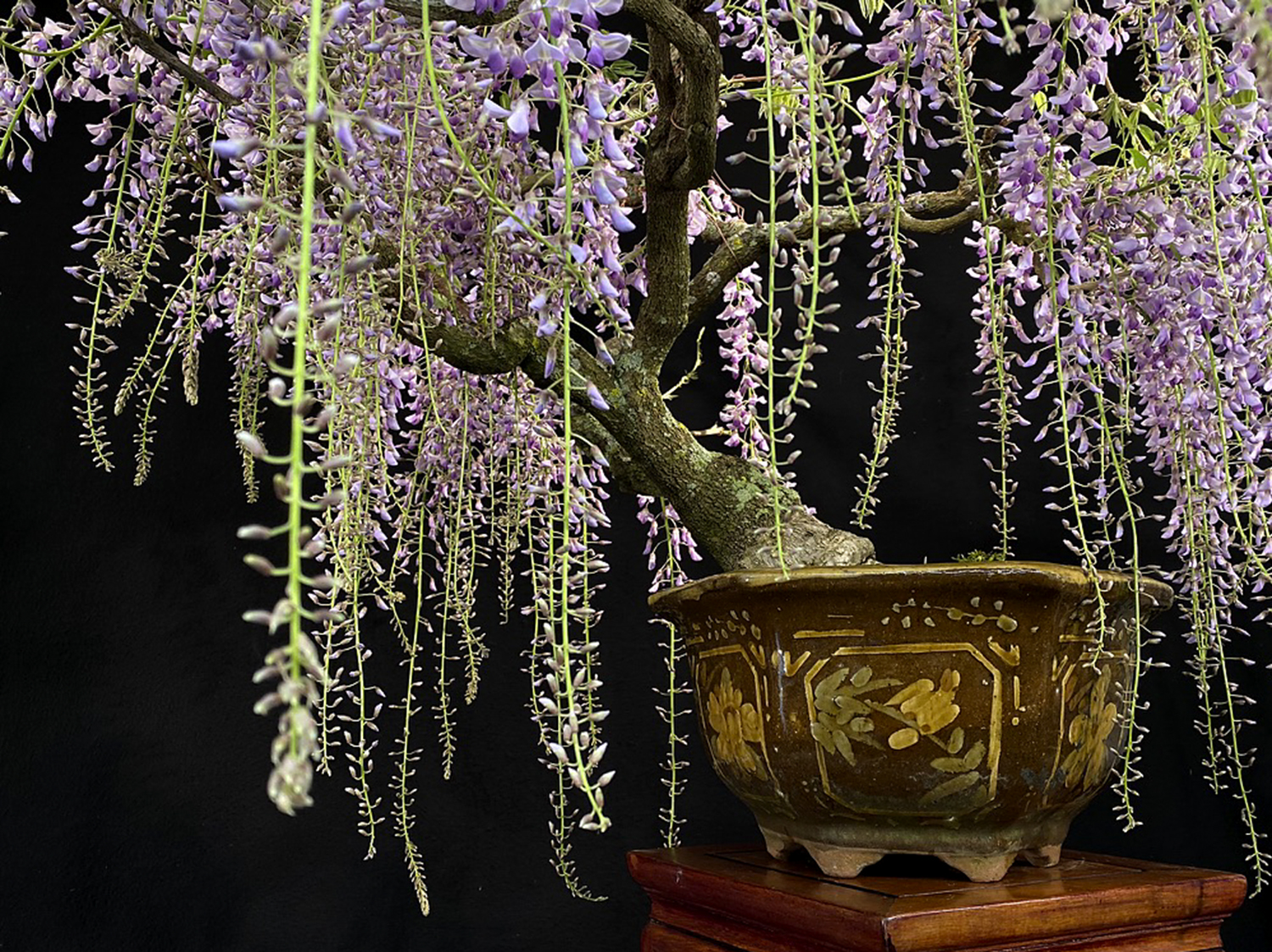 Wisteria Bonsai – Valavanis Bonsai Blog