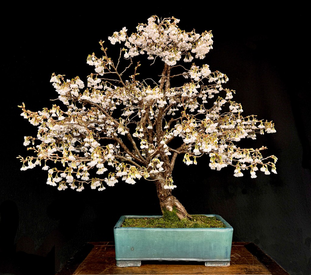 International Bonsai Spring 2024 Open House & Sale – Valavanis Bonsai Blog