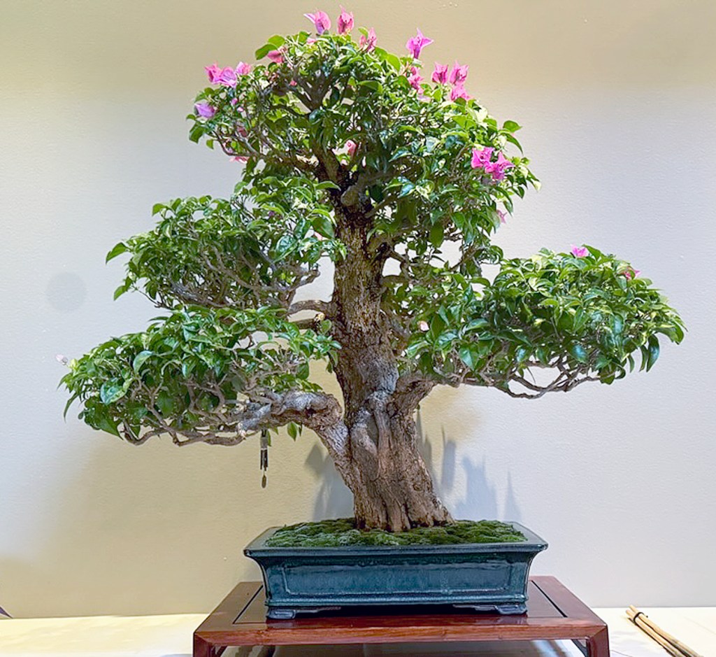 The 2024 46th Mid-America Bonsai Exhibition – Valavanis Bonsai Blog