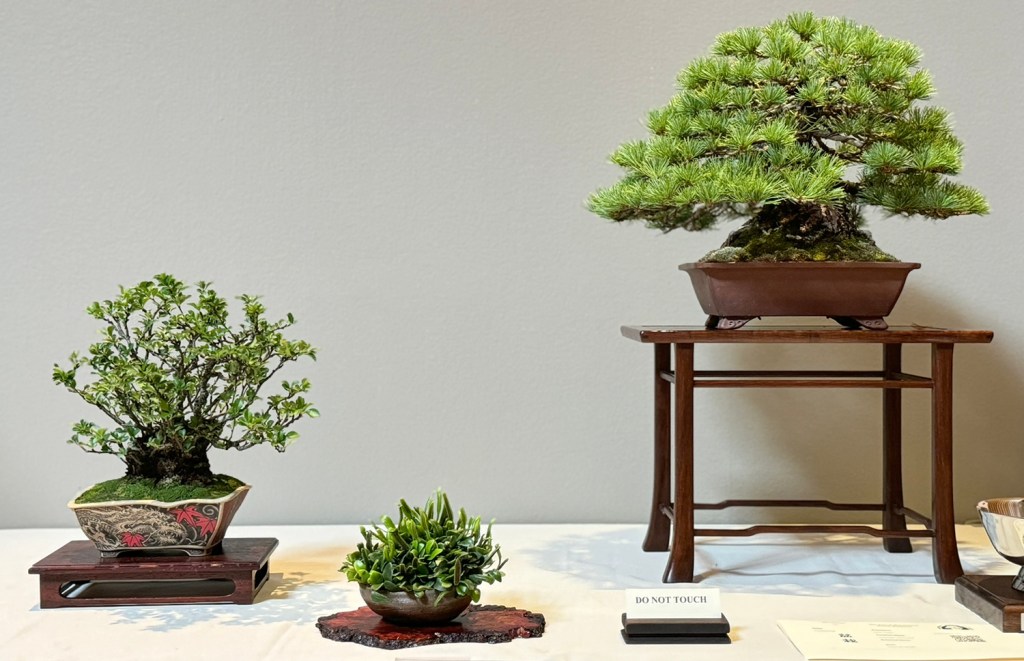 The 2024 46th Mid-America Bonsai Exhibition – Valavanis Bonsai Blog