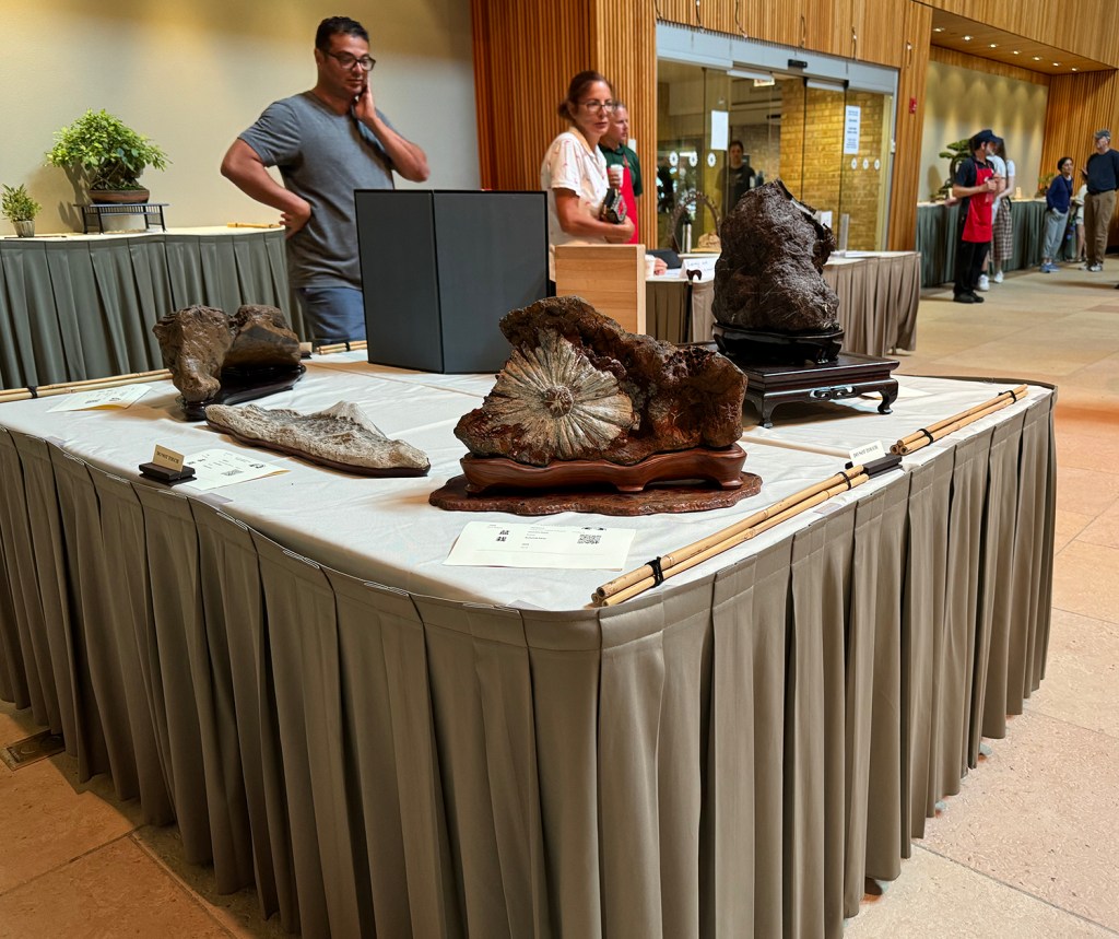 The 2024 46th Mid-America Bonsai Exhibition – Valavanis Bonsai Blog