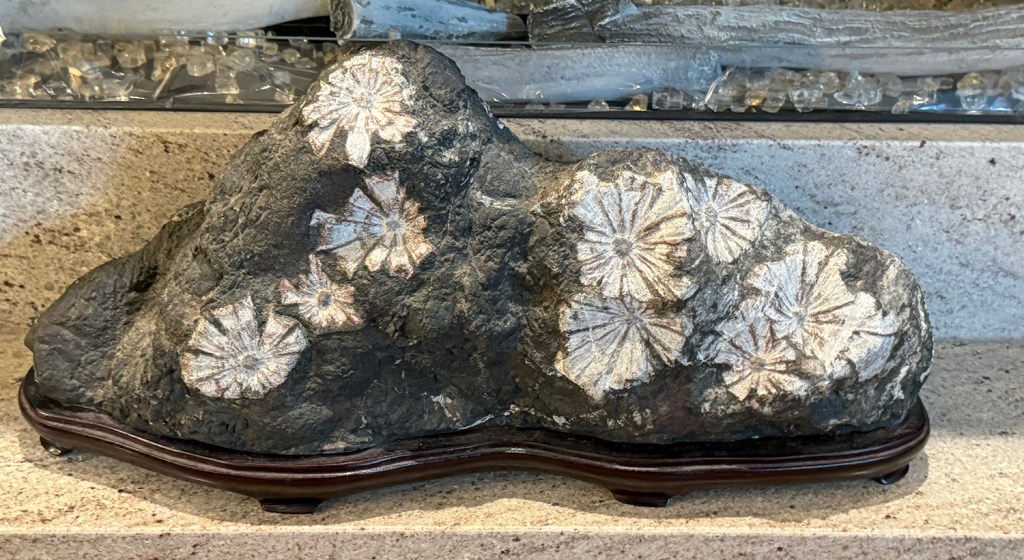 The 2024 46th Mid-America Bonsai Exhibition – Valavanis Bonsai Blog