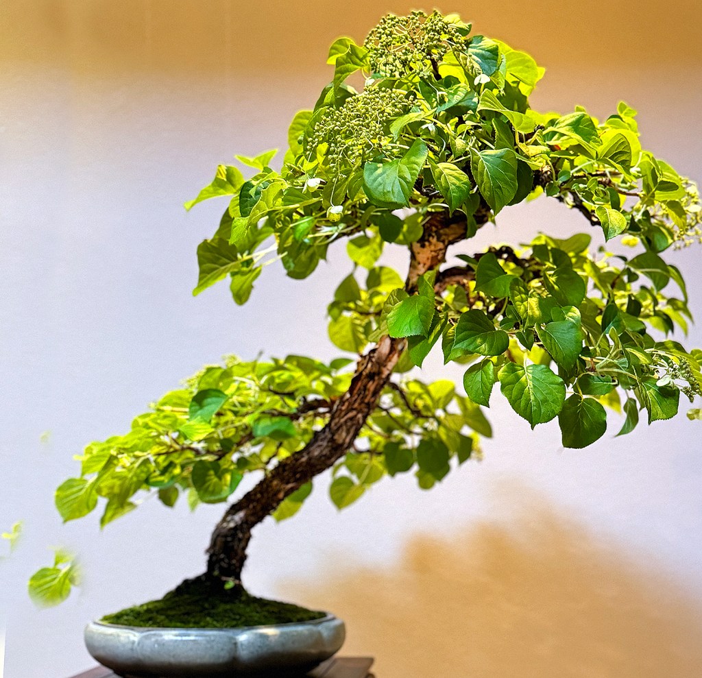 The 2024 46th Mid-America Bonsai Exhibition – Valavanis Bonsai Blog
