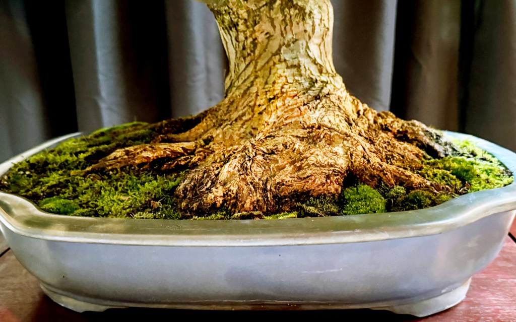 The 2024 46th Mid-America Bonsai Exhibition – Valavanis Bonsai Blog