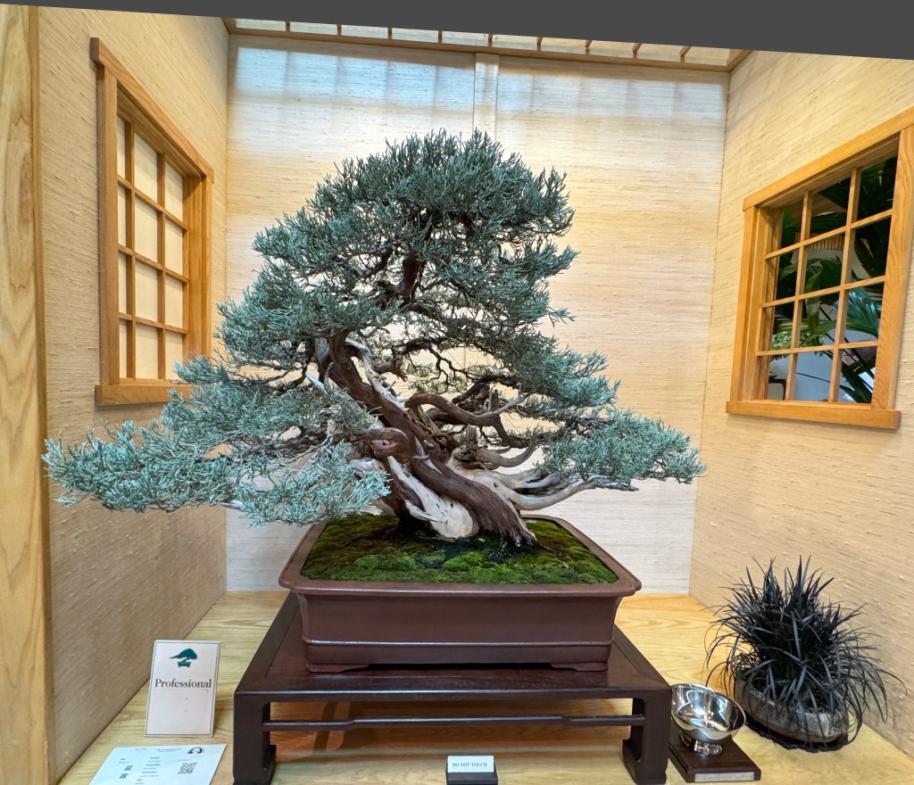 The 2024 46th Mid-America Bonsai Exhibition – Valavanis Bonsai Blog