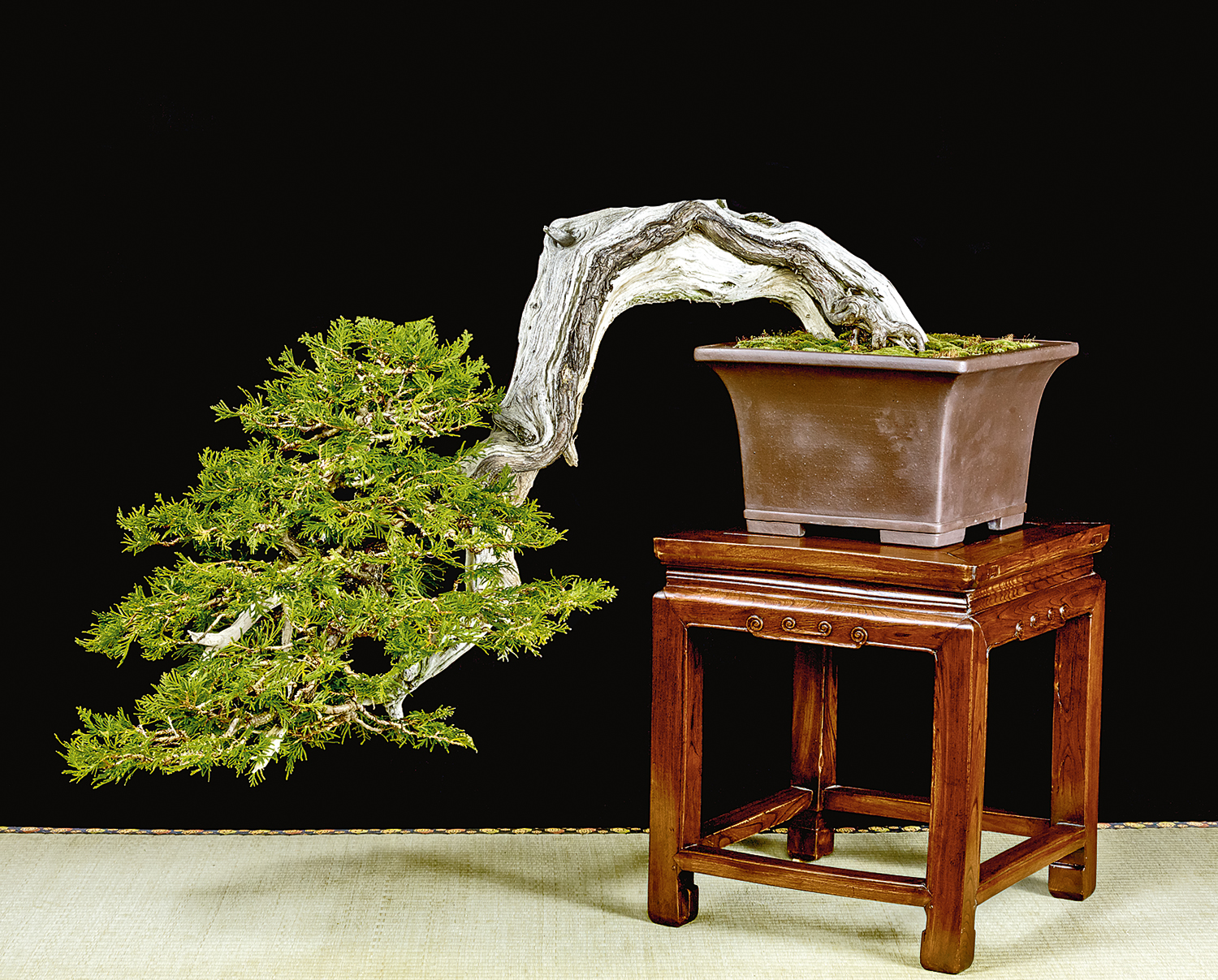 60th Anniversary Toronto Bonsai Exhibition – Valavanis Bonsai Blog