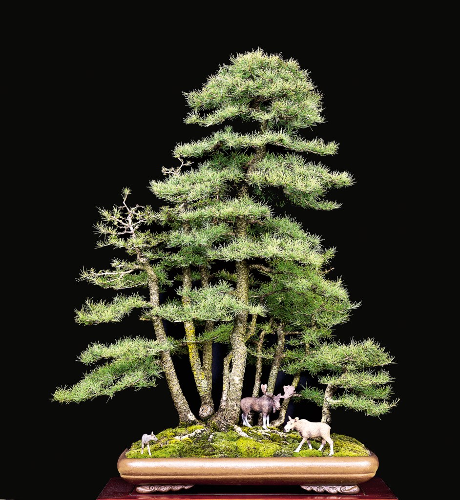 60th Anniversary Toronto Bonsai Exhibition – Valavanis Bonsai Blog