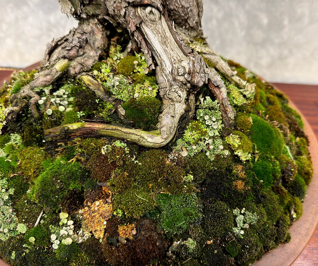 The Toronto Bonsai Society Celebrates 60 Years Of Bonsai Education ...