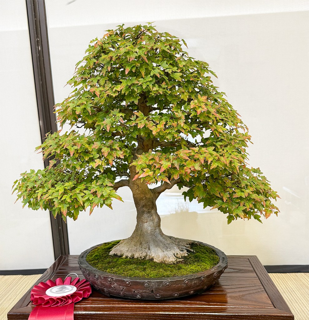 The Toronto Bonsai Society Celebrates 60 Years Of Bonsai Education ...