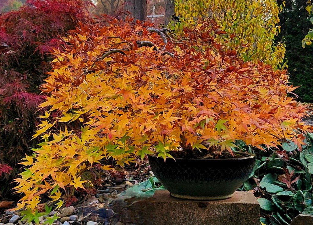 Ryusen Weeping Japanese Maple – Valavanis Bonsai Blog