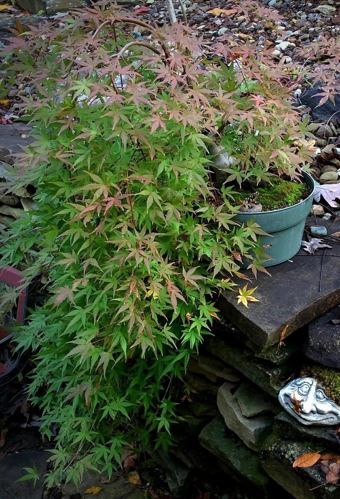 Ryusen Weeping Japanese Maple – Valavanis Bonsai Blog