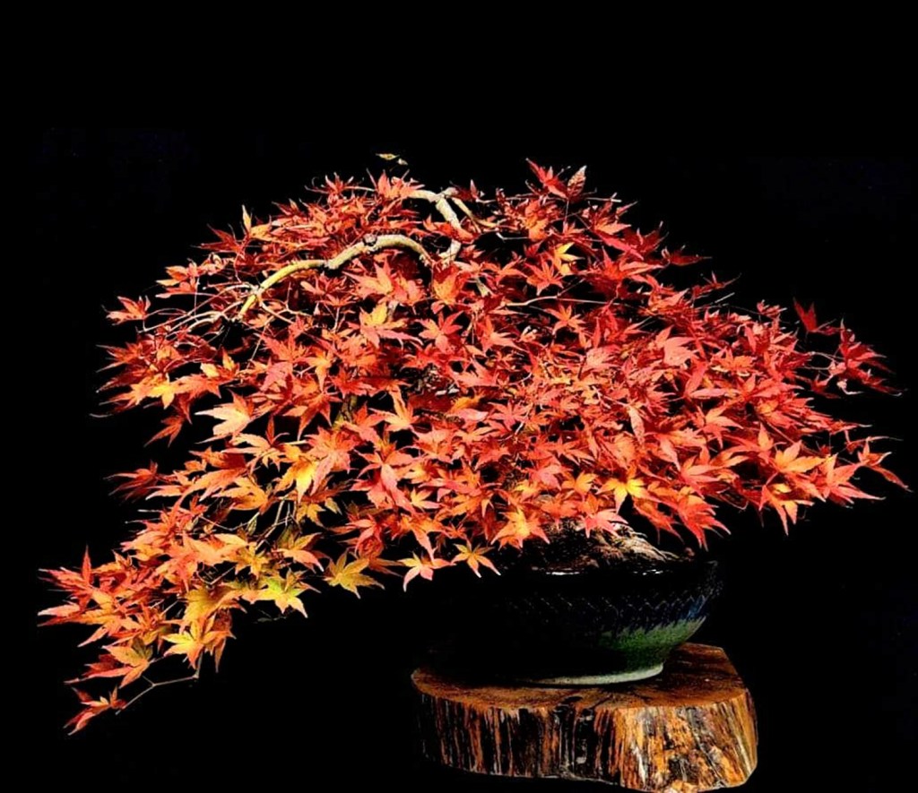 Ryusen Weeping Japanese Maple – Valavanis Bonsai Blog