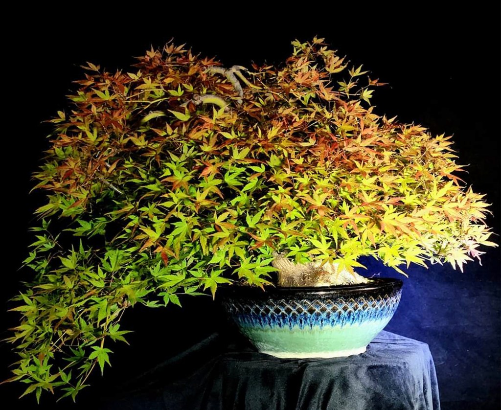 Ryusen Weeping Japanese Maple – Valavanis Bonsai Blog
