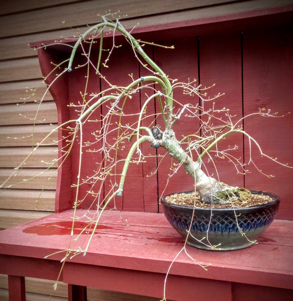 Ryusen Weeping Japanese Maple – Valavanis Bonsai Blog