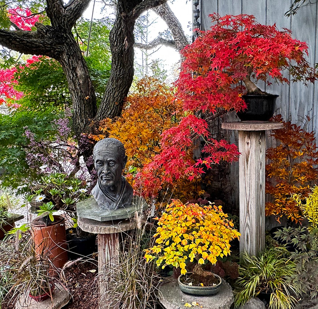 Ryusen Weeping Japanese Maple – Valavanis Bonsai Blog