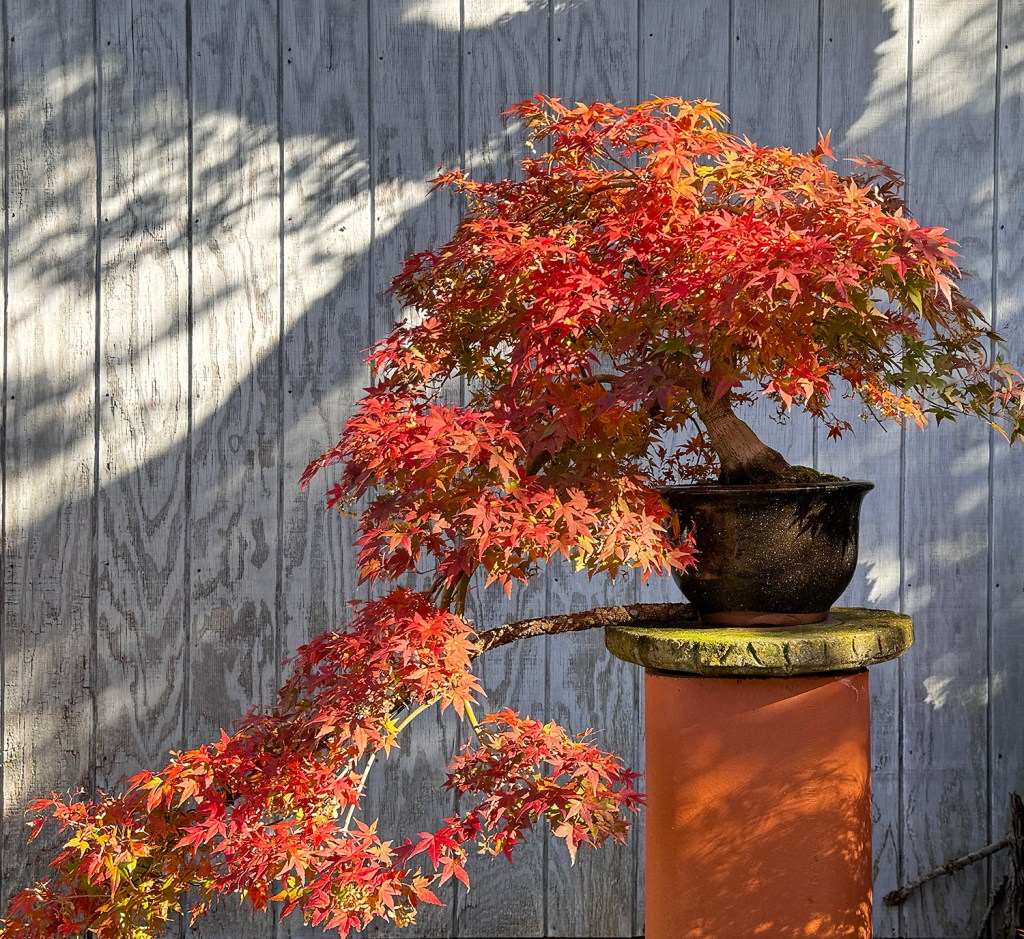 Ryusen Weeping Japanese Maple – Valavanis Bonsai Blog