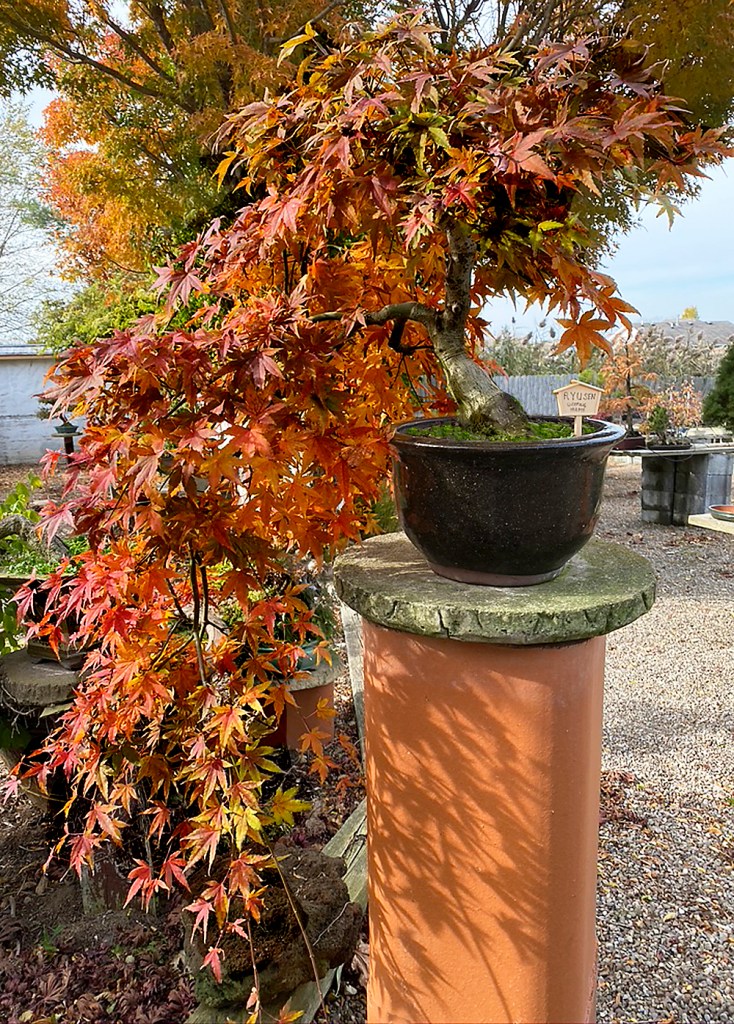 Ryusen Weeping Japanese Maple – Valavanis Bonsai Blog