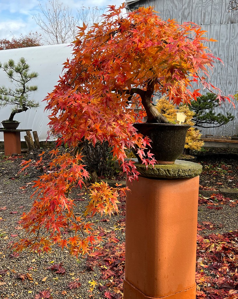Ryusen Weeping Japanese Maple – Valavanis Bonsai Blog