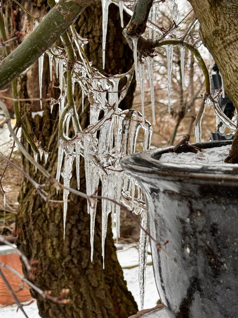 Ryusen Weeping Japanese Maple – Valavanis Bonsai Blog