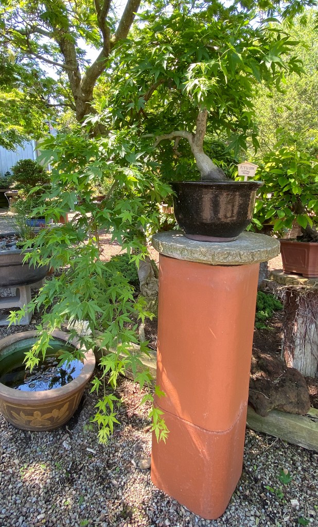 Ryusen Weeping Japanese Maple – Valavanis Bonsai Blog