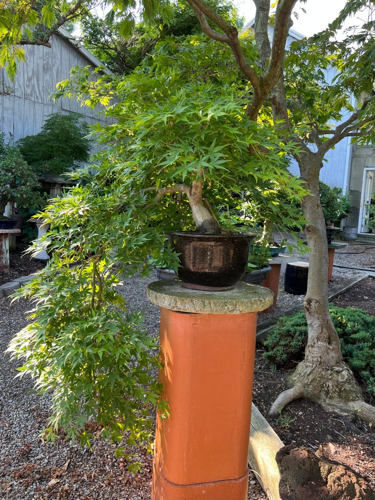 Ryusen Weeping Japanese Maple – Valavanis Bonsai Blog
