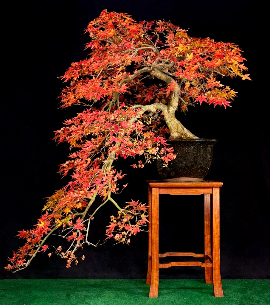 Ryusen Weeping Japanese Maple – Valavanis Bonsai Blog
