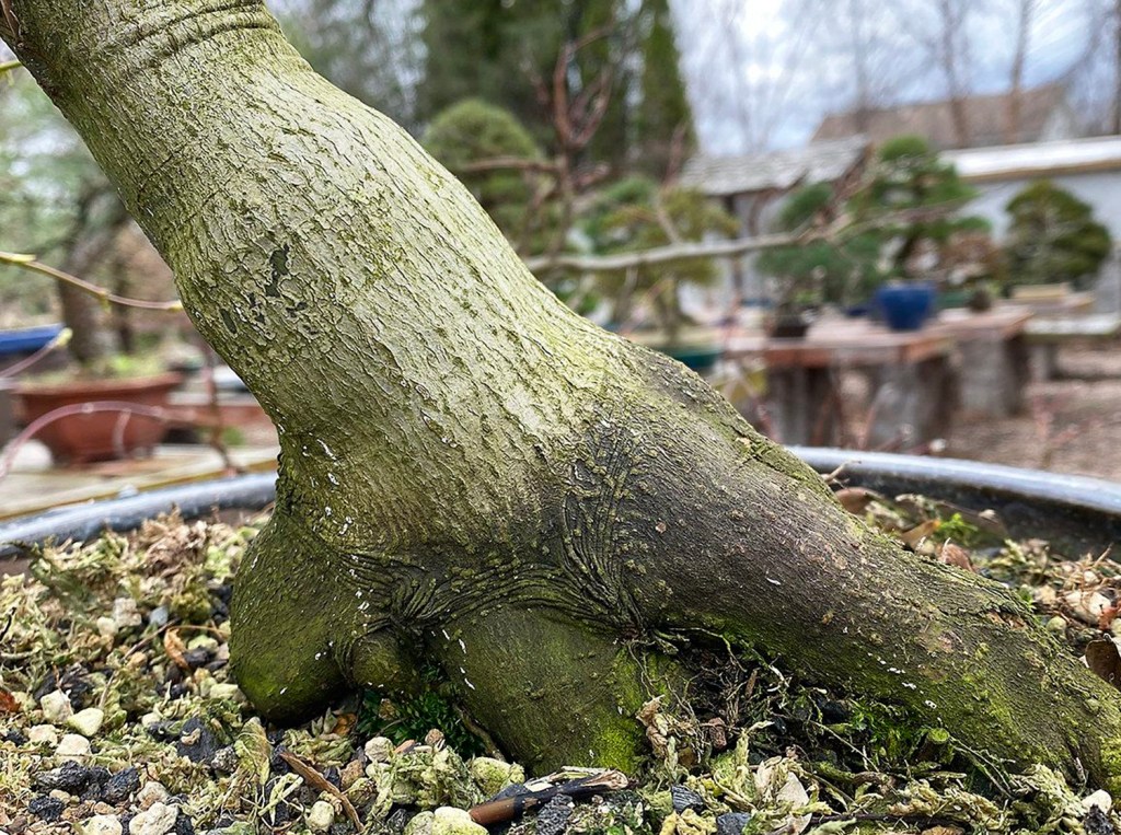 Ryusen Weeping Japanese Maple – Valavanis Bonsai Blog