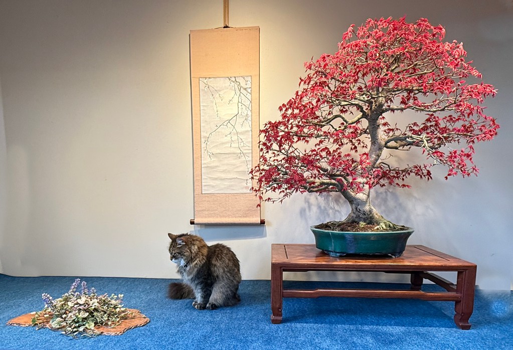 Early Spring at The International Bonsai Arboretum – Valavanis Bonsai Blog