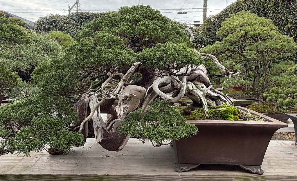 My Second Visit to Omiya Bonsai Village & More – Valavanis Bonsai Blog